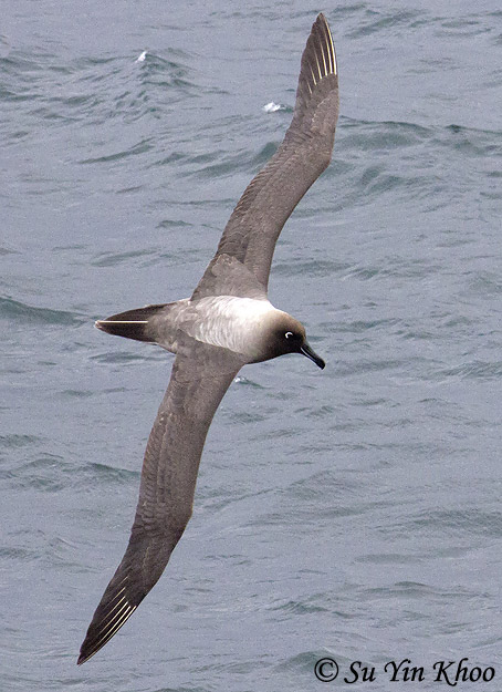 Light-mantled Albatross - Species Information and Photos