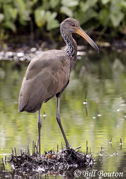 Limpkin - Species Information and Photos