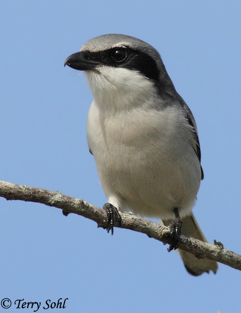 Loggerhead Shrike Nest