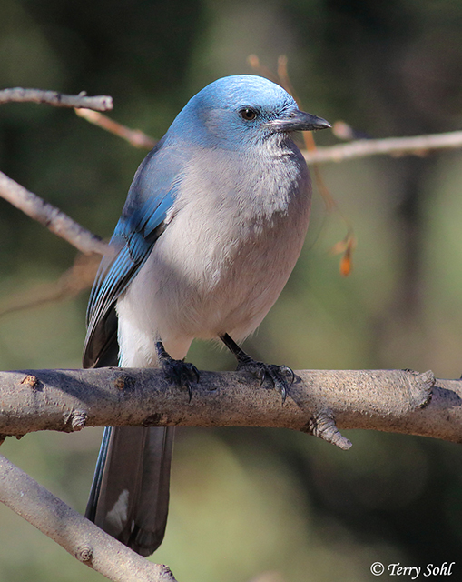 Arizona Scrub Jay