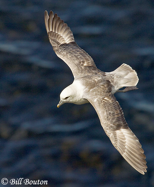 Northern Fulmar - Species Information and Photos