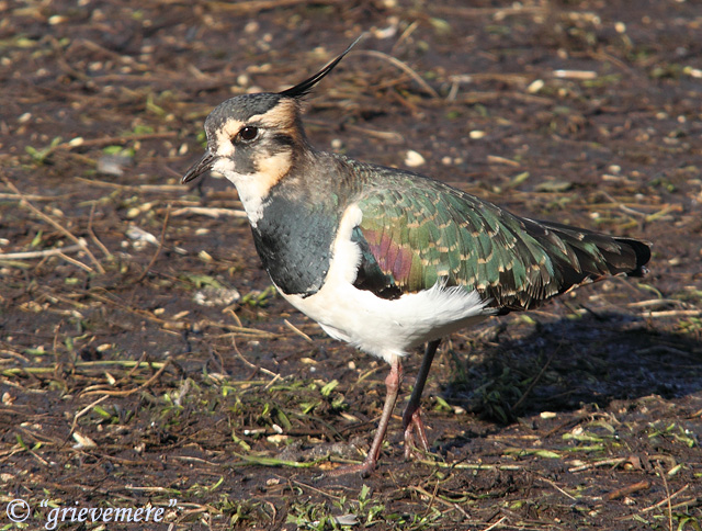 Northern Lapwing - Species Information and Photos