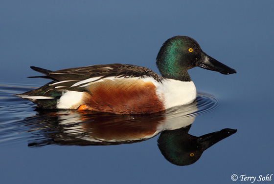 Northern Shoveler - Spatula clypeata