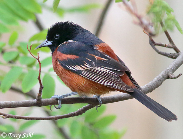 Orchard Oriole - South Dakota Birds and Birding