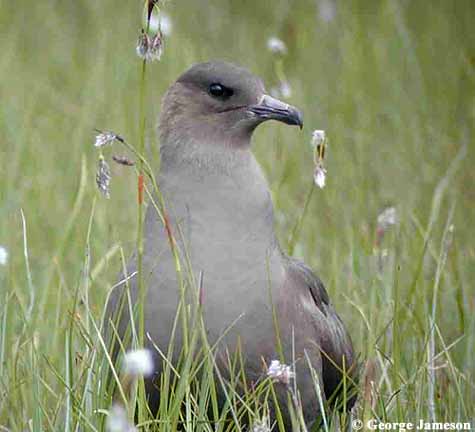 Parasitic Jaeger - South Dakota Birds and Birding