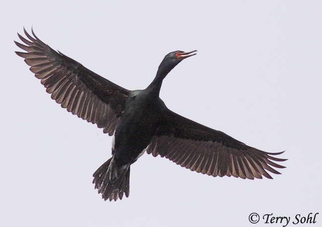 Pelagic Cormorant - Species Information and Photos