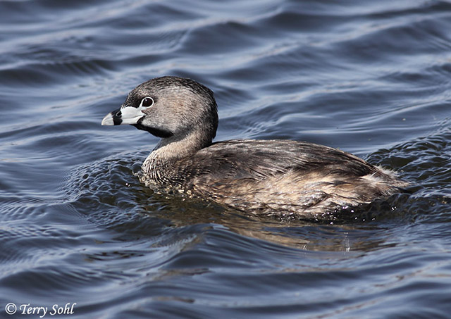 Pied-billed Grebe - Podilymbus podiceps