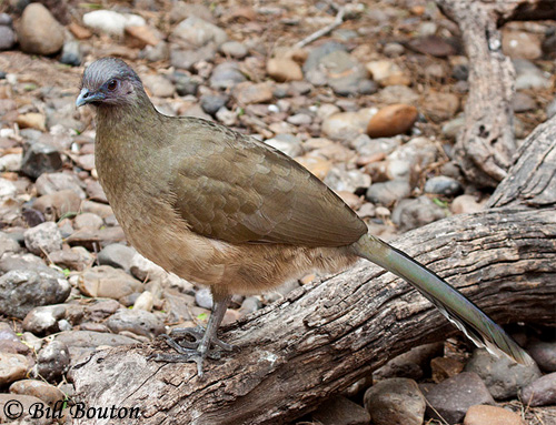 Plain Chachalaca - Ortalis vetula
