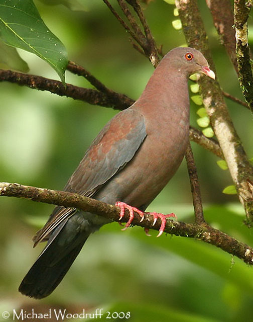 Red-billed Pigeon - Species Information and Photos