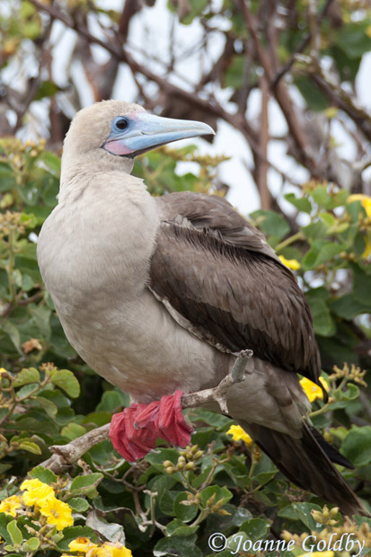 Red-footed Booby - Species Information and Photos