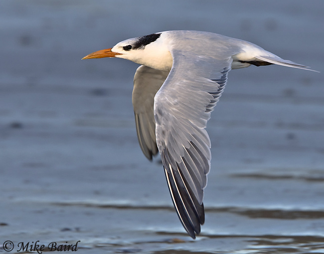 Royal Tern - Species Information and Photos