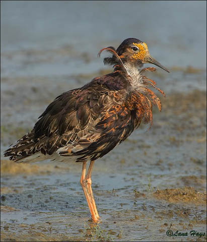 Ruff - South Dakota Birds and Birding