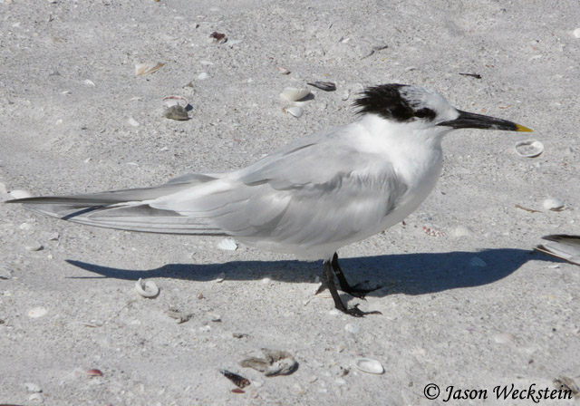 Sandwich Tern - Species Information and Photos