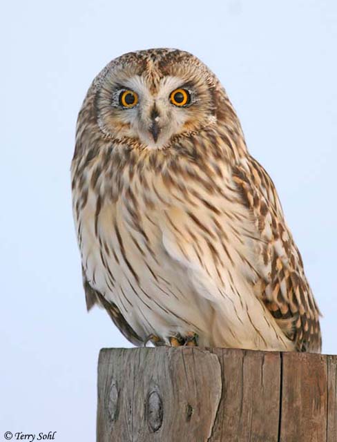Short-eared Owl - South Dakota Birds