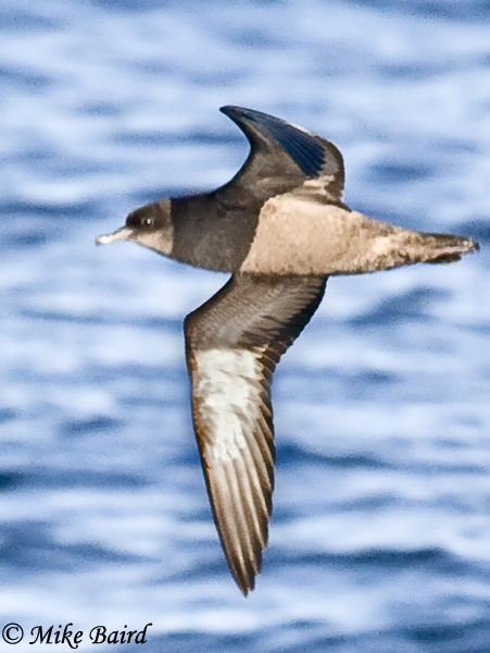 Short-tailed Shearwater - Species Information and Photos