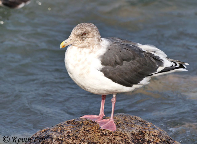 Slaty-backed Gull - Species Information and Photos