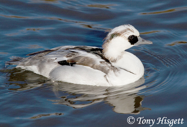 Smew - Mergellus albellus