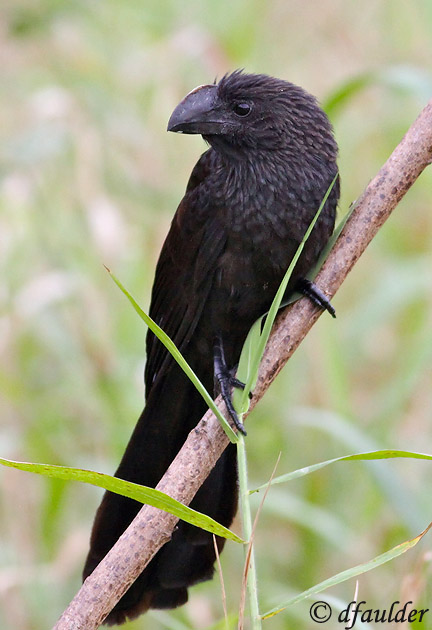 Smooth-billed Ani - Species Information and Photos