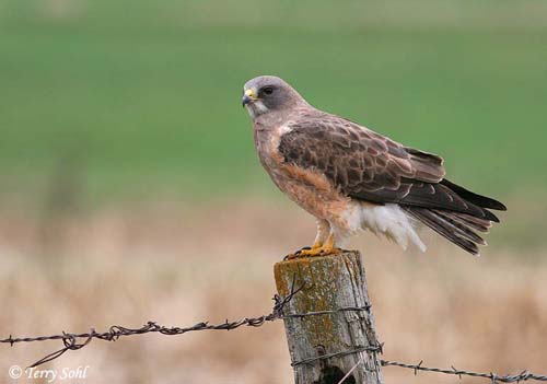 Swainson's Hawk - South Dakota Birds