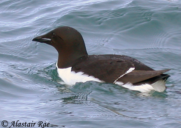 Thick-billed Murre - Species Information and Photos