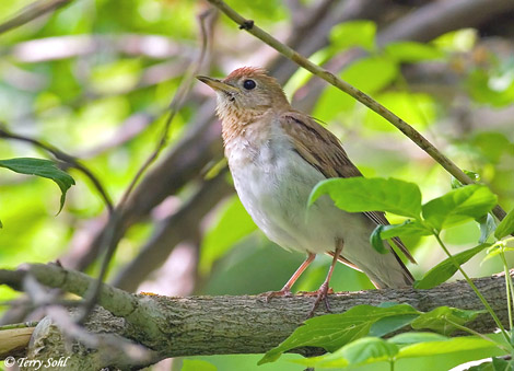 Veery - South Dakota Birds and Birding