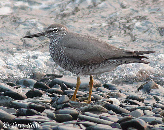 Wandering Tattler - Species Information and Photos