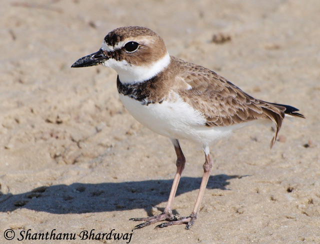 Wilson's Plover - Species Information and Photos