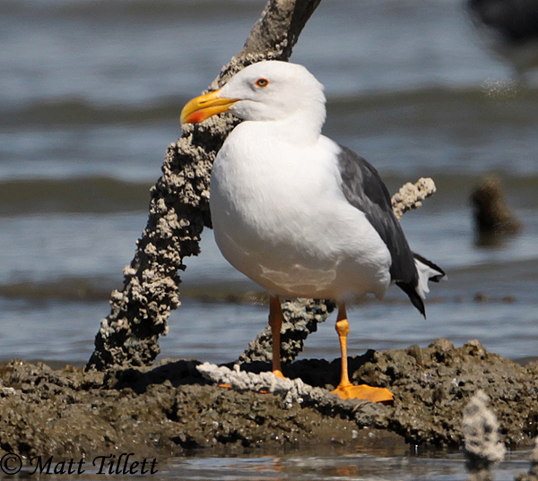 Yellow-footed Gull - Species Information and Photos
