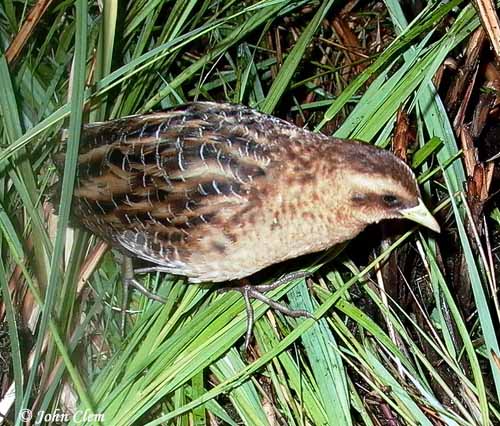 Yellow Rail Flying