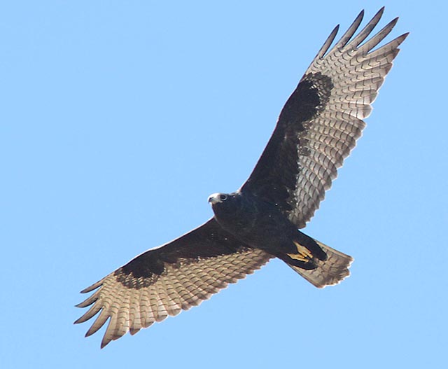 Zone-tailed Hawk - Buteo albonotatus - Species Information and Photos