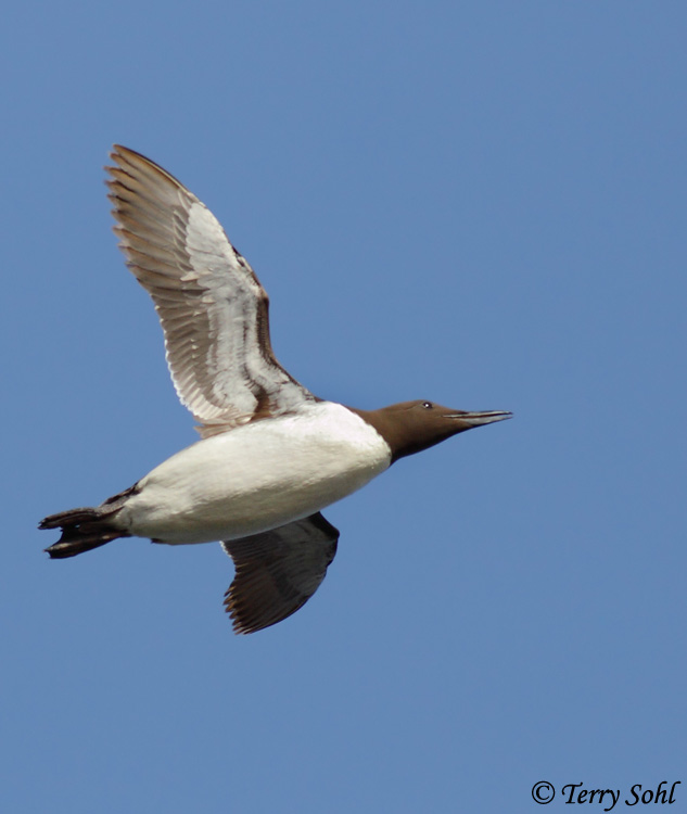 Common Murre - Species Information and Photos