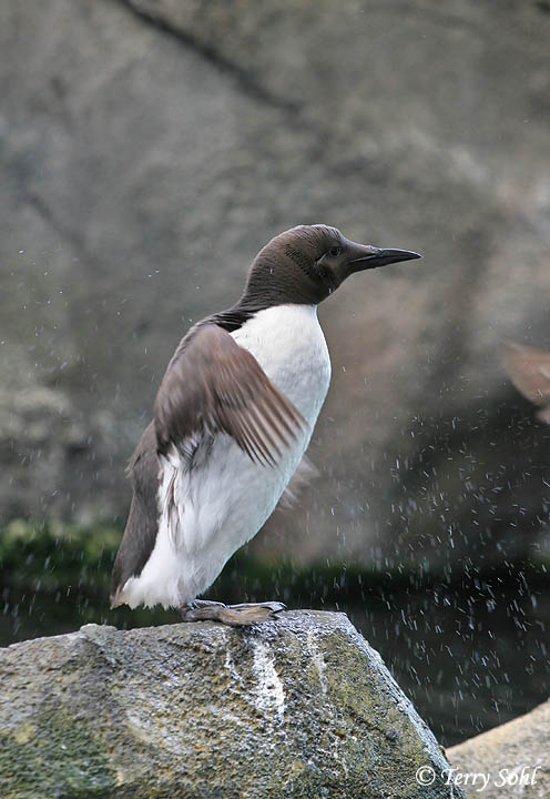 Common Murre - Species Information and Photos