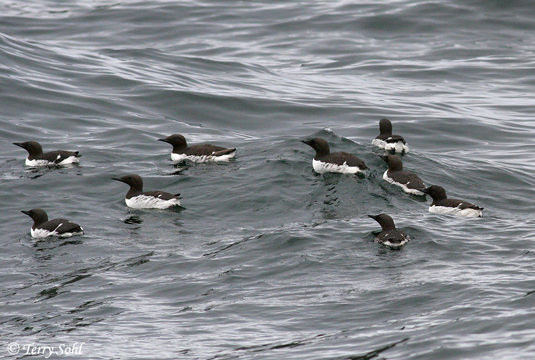 Common Murre - Species Information and Photos