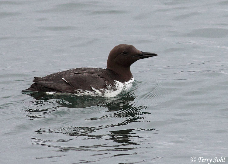 Common Murre - Species Information and Photos