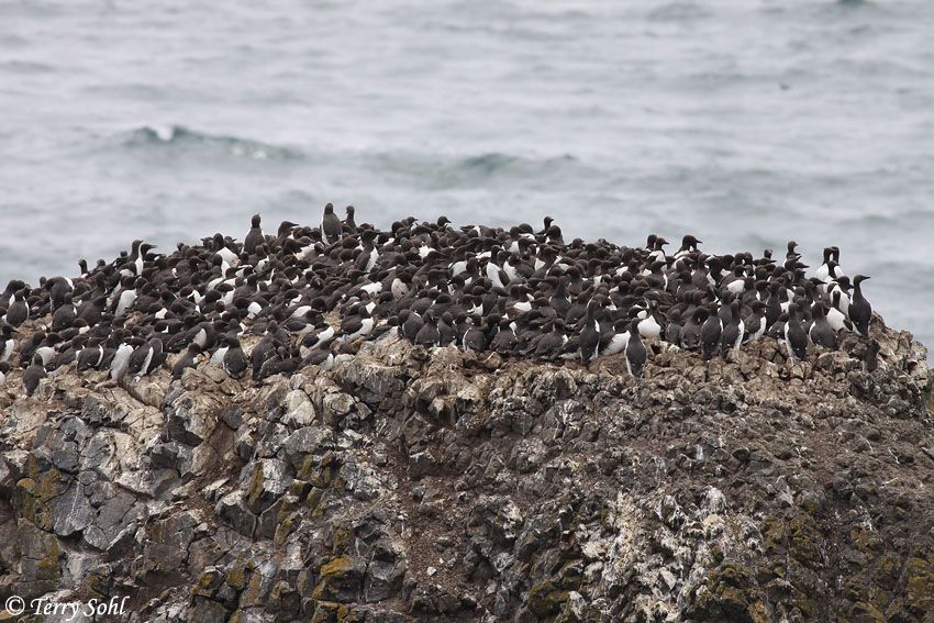 Common Murre - Species Information and Photos