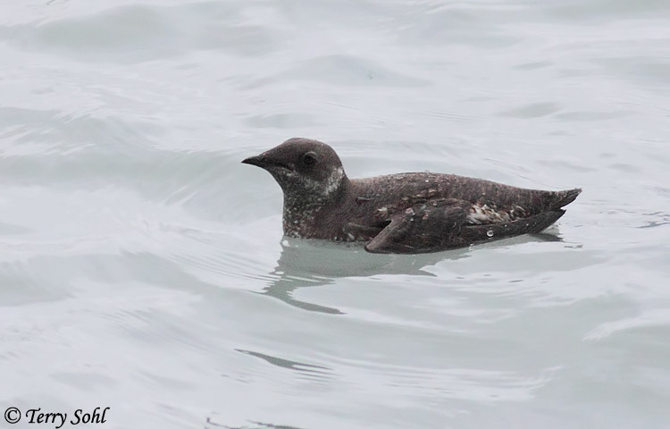 Marbled Murrelet - Species Information and Photos