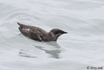 Marbled Murrelet - Species Information and Photos
