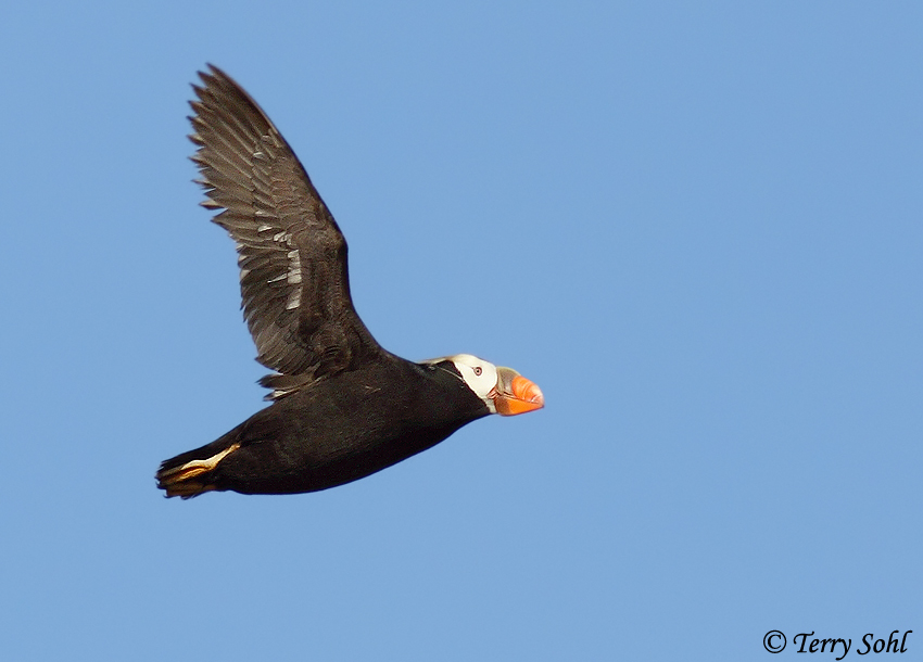 Photos of Tufted Puffin - Fratercula cirrhata