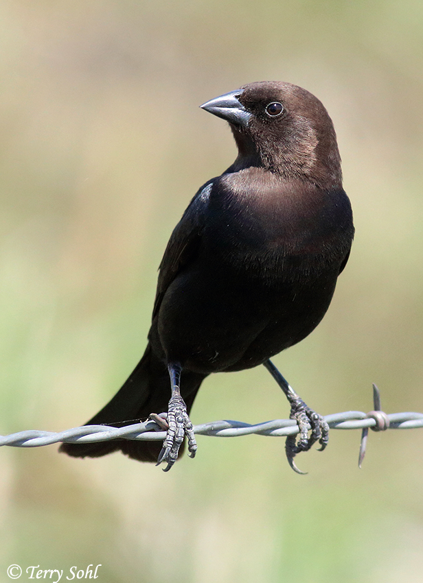 Juvenile Cowbird