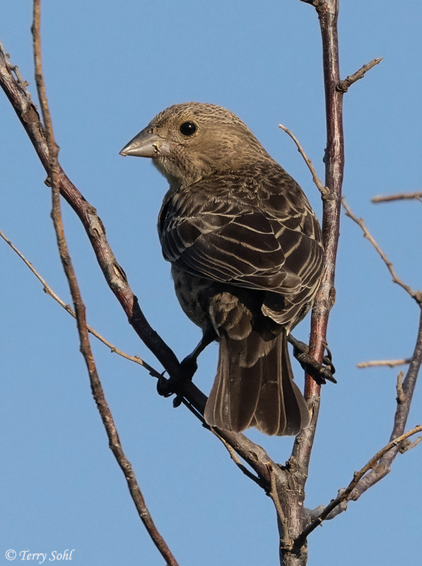 Juvenile Cowbird