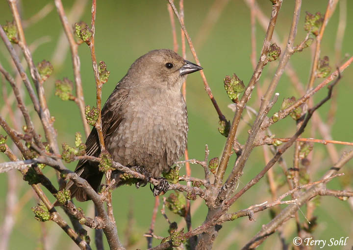 Brown-headed Cowbird Photos - Photographs - Pictures