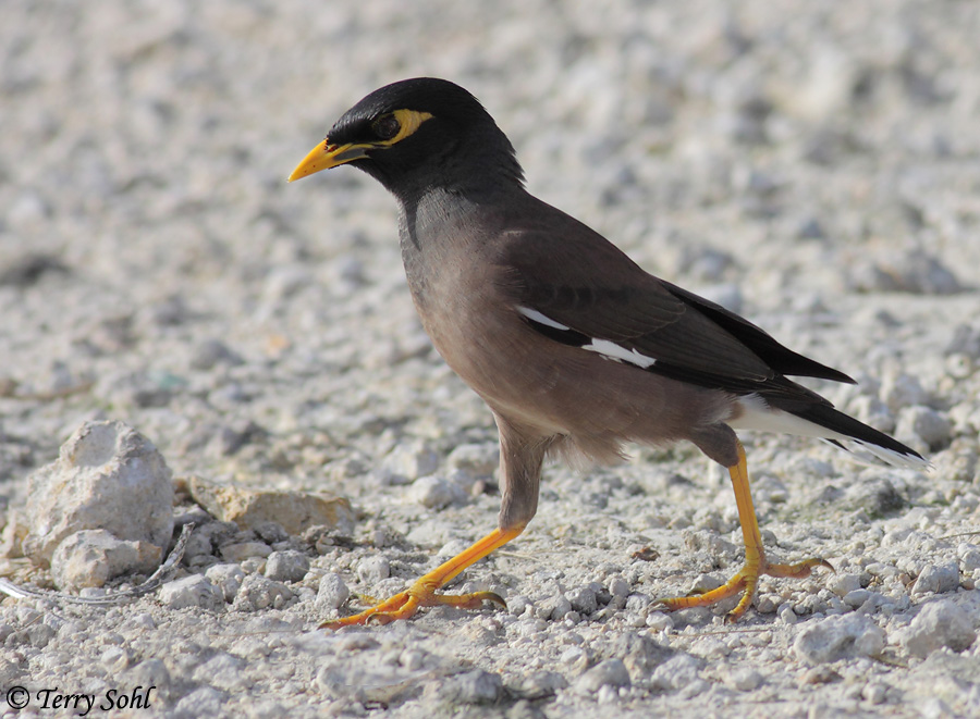 Common Myna - Species Information and Photos