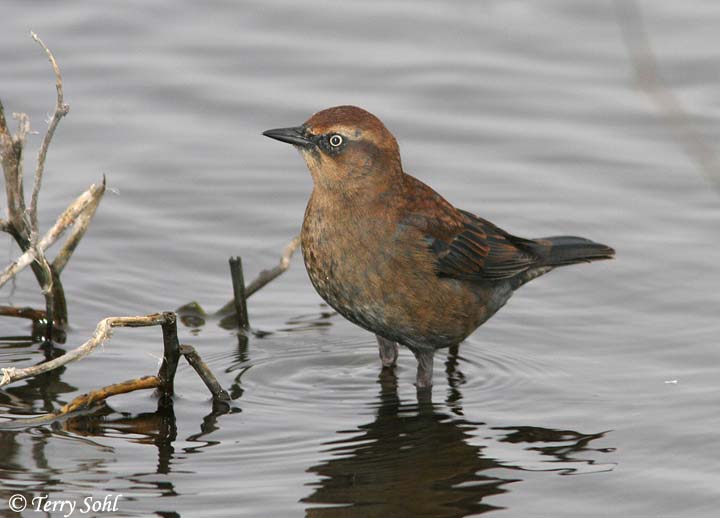 Rusty Blackbird Photos - Photographs - Pictures