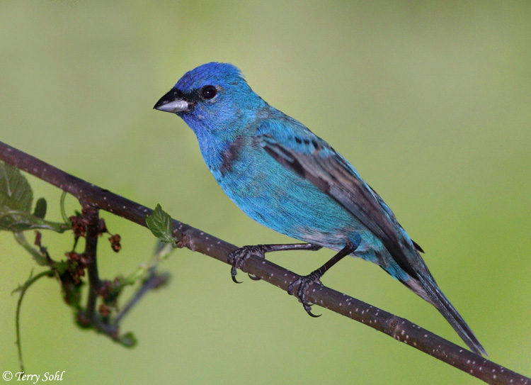 Indigo Bunting - South Dakota Birds and Birding