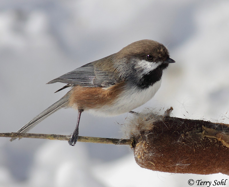 Boreal Chickadee - Poecile hudsonicus