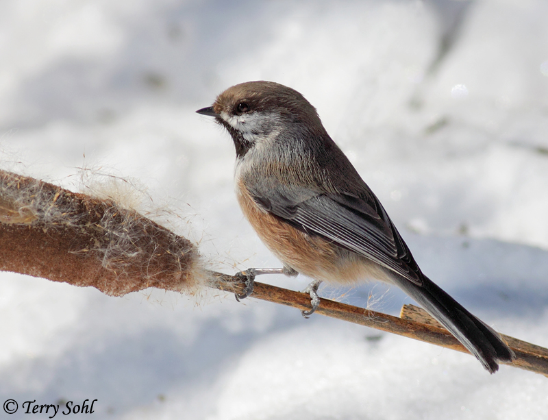 Boreal Chickadee - Poecile hudsonicus