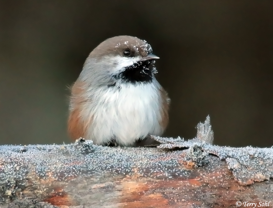 Boreal Chickadee - Poecile hudsonicus