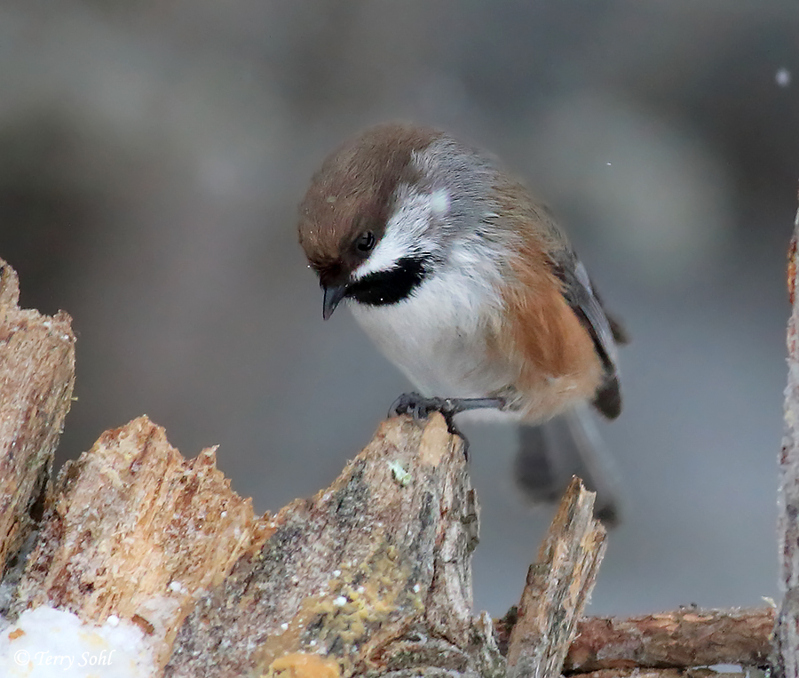 Boreal Chickadee - Poecile hudsonicus