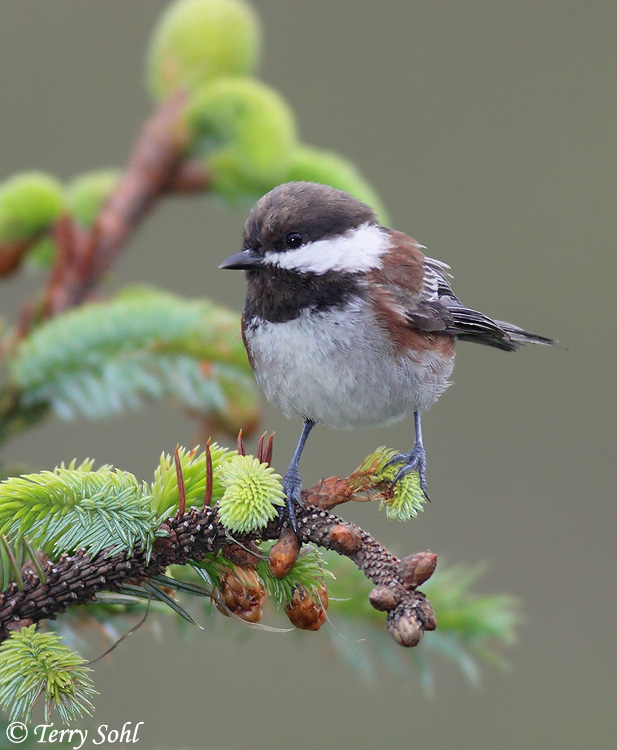 Chestnut-backed Chickadee - Information and Photos