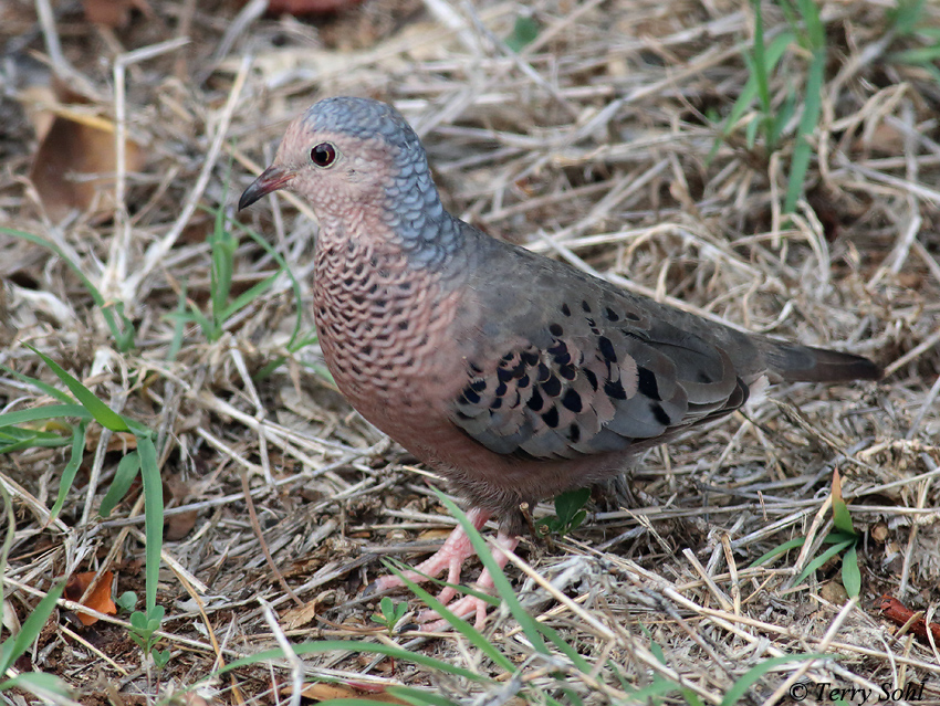 Common Ground-Dove Photos - Photographs - Pictures